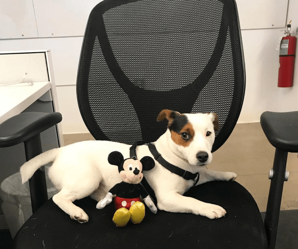 Here's Why All Offices Should Allow Dogs | Hive